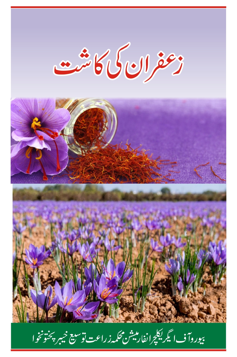 Zafran (Saffron) in Pakistan / زعفران کی کاشت - fasalbachao.com