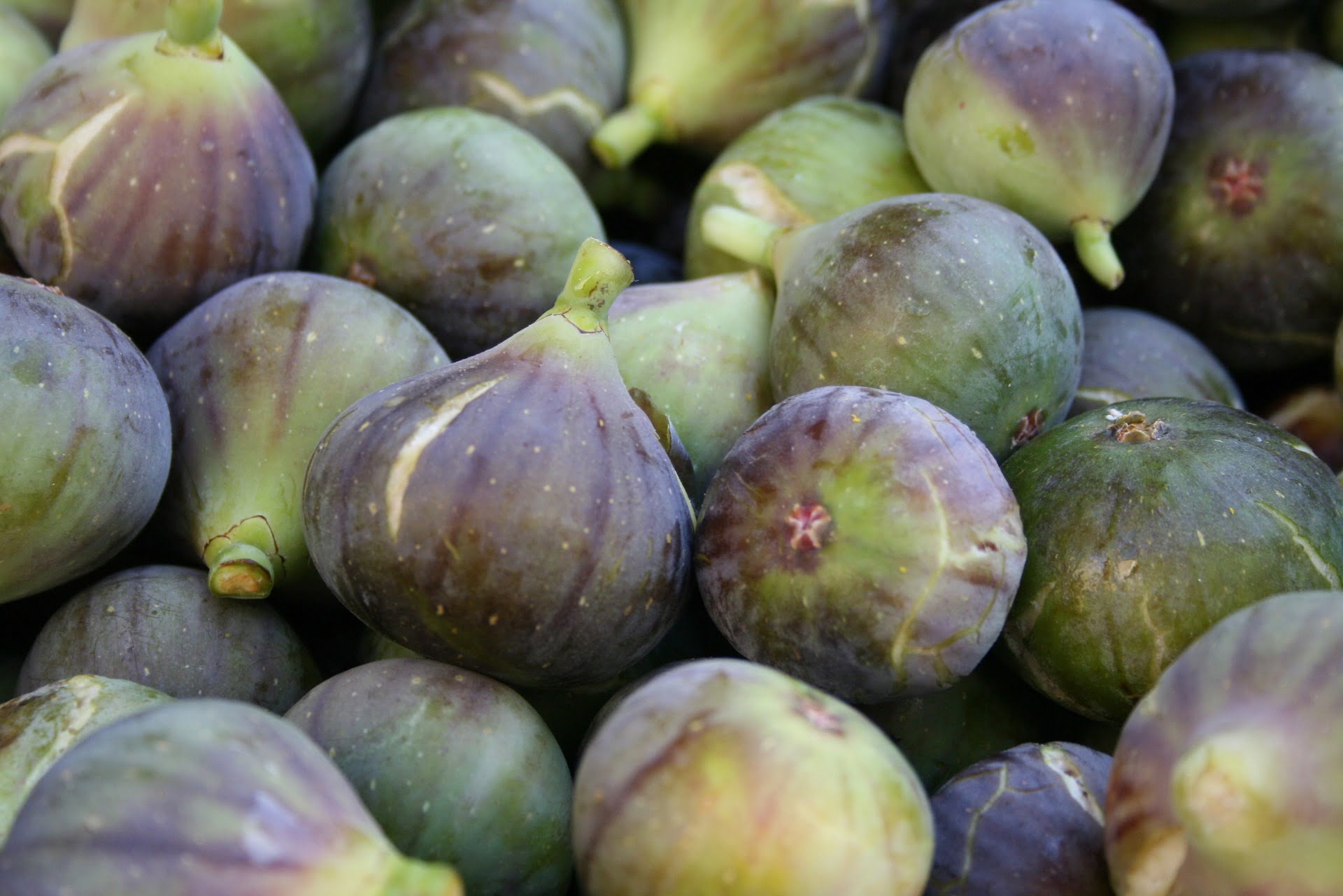 Injeer Fig In Pakistan Fasalbachao