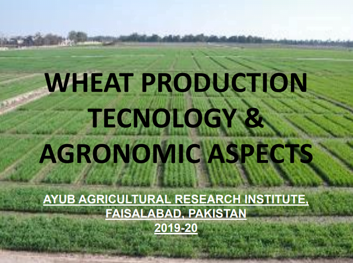 Wheat Cultivation in Pakistan / بہترین طریقہ کاشت برائے گندم ...