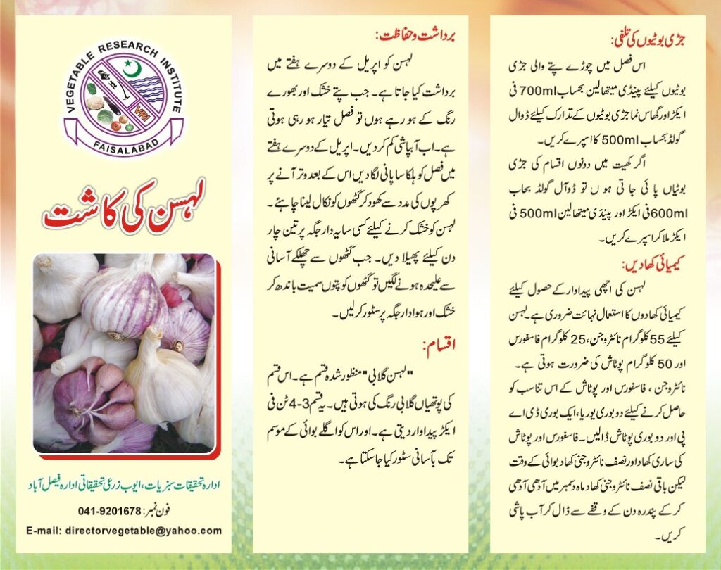 G1 Garlic in Pakistan (لہسن کی کاشت) in Urdu and English - fasalbachao.com