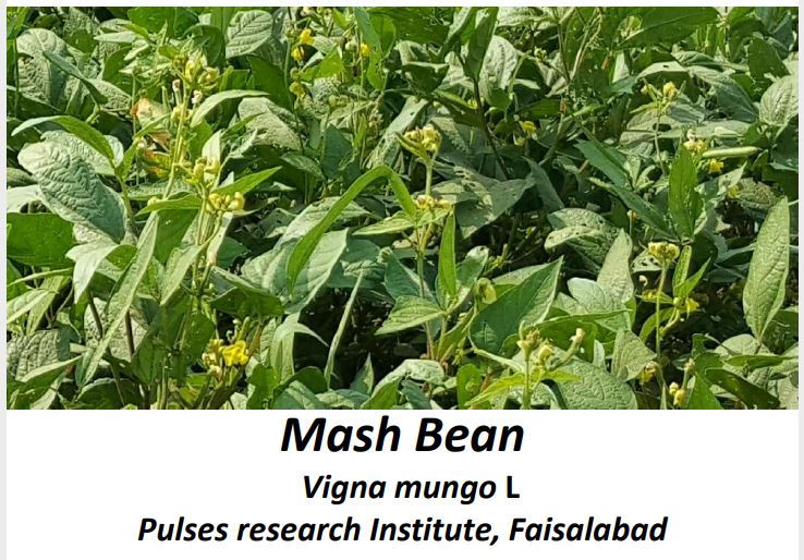 Cultivation of Mung & Mash beans in Pakistan / مونگ ماش کی کاشت ...