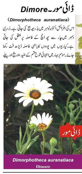 Dimore - ڈائی مور - fasalbachao.com