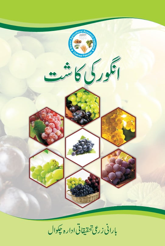 Grapes in Urdu / انگور کی کاشت - fasalbachao.com