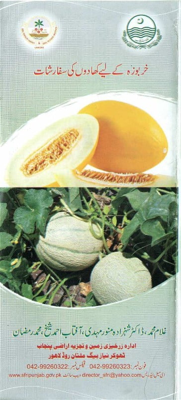 Melon in Pakistan / خربوزہ کی کاشت - fasalbachao.com