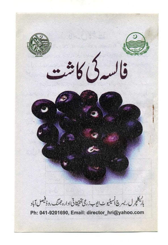 Falsa Cultivation in Pakistan / فالسہ کی کاشت - fasalbachao.com