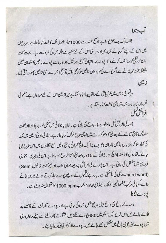 Falsa Cultivation in Pakistan / فالسہ کی کاشت - fasalbachao.com