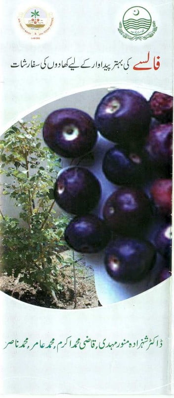 Phalsa / Falsa Cultivation in Pakistan / فالسہ کی کاشت | fasalbachao.com