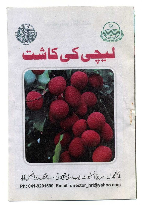 Lychee Production in Pakistan / پاکستان میں لیچی کی کاشت - fasalbachao.com