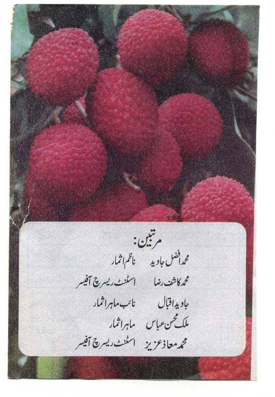 Lychee Production in Pakistan / پاکستان میں لیچی کی کاشت - fasalbachao.com