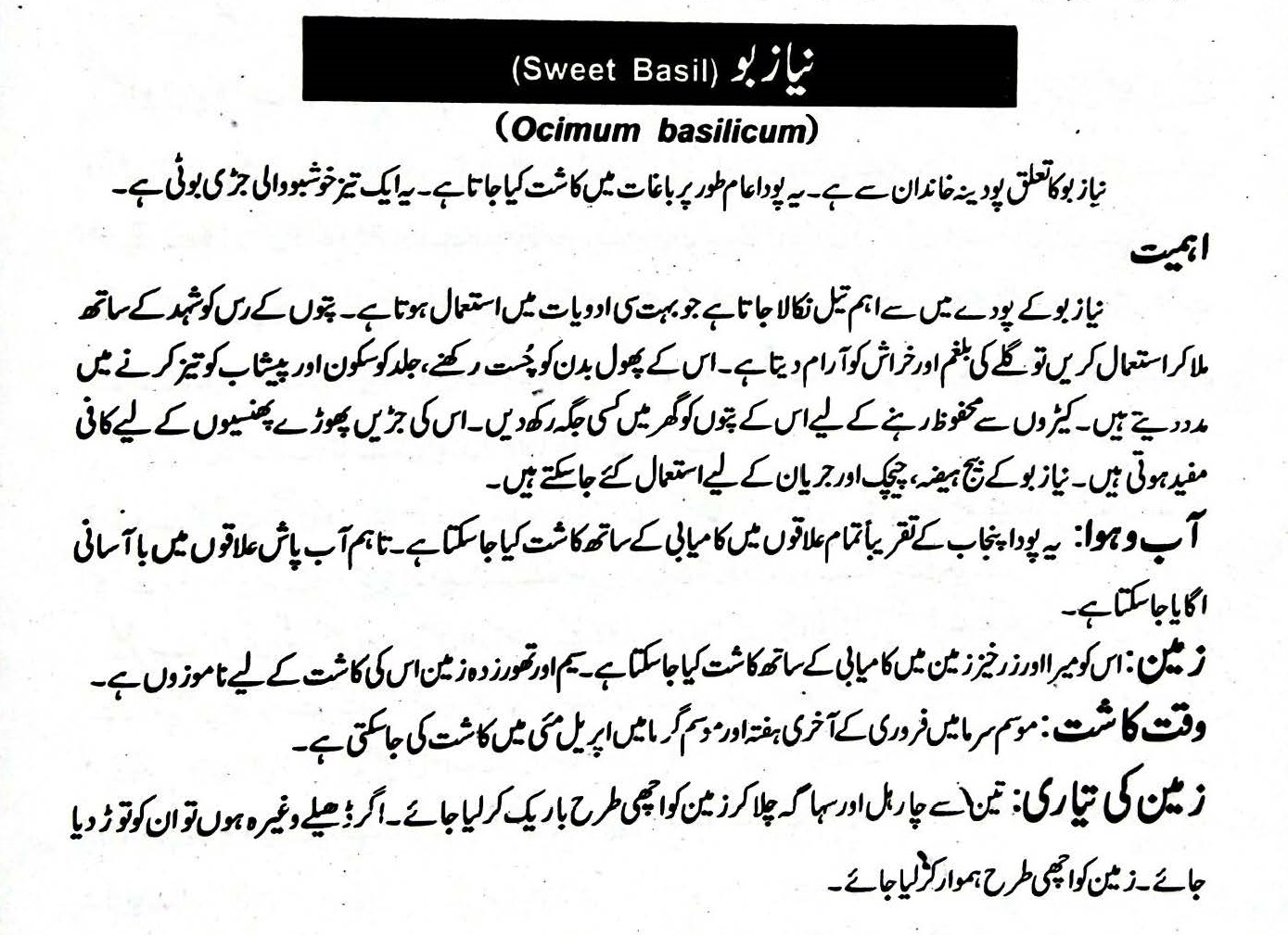 Niazbo Sweet Basil In Pakistan Fasalbachao