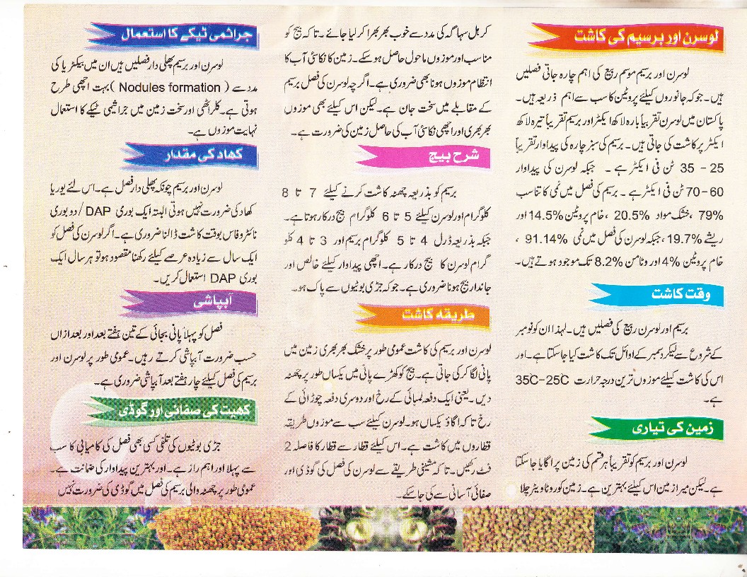 Berseem Fodder in Pakistan | برسیم کی کاشت - fasalbachao.com