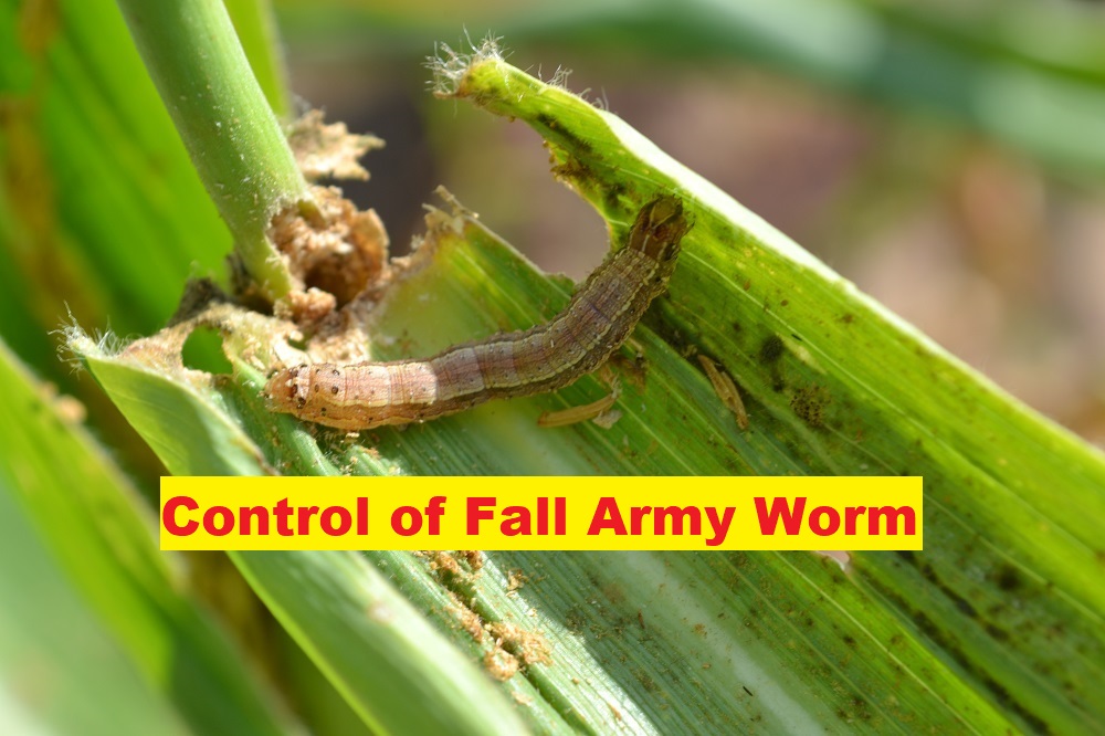 Fall Army Worm & its Control - fasalbachao.com