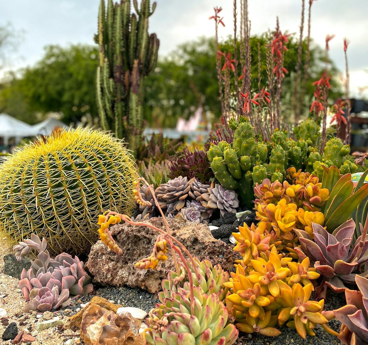 Xeriscaping Landscaping: A Complete Guide to Water-Efficient Gardening - fasalbachao.com