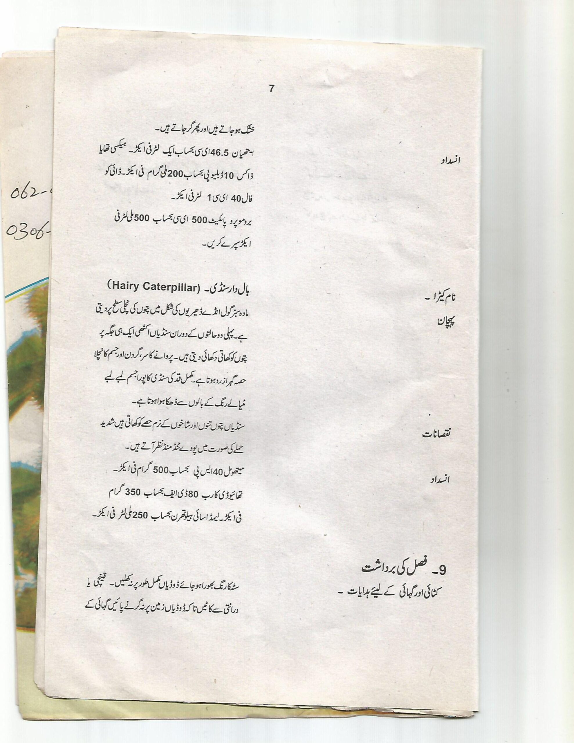 Arandi / Arind / Castor bean in Pakistan - fasalbachao.com